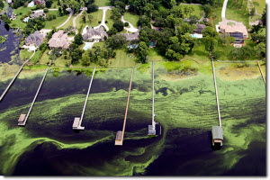 The Effects: Dead Zones and Harmful Algal Blooms | Nutrient Pollution ...